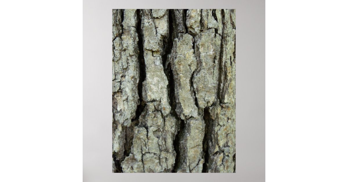 Oak Tree Bark Poster | Zazzle