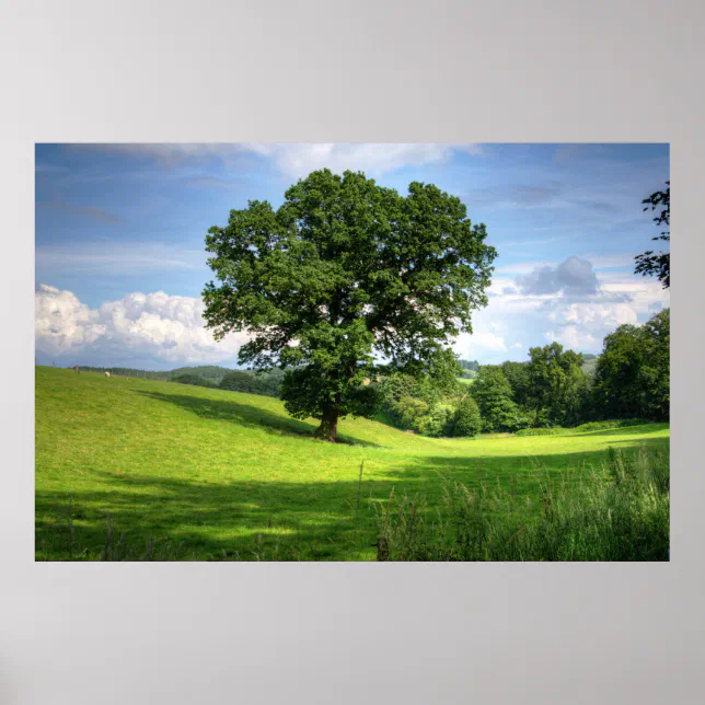 Oak tree green summer beautiful scenery poster | Zazzle