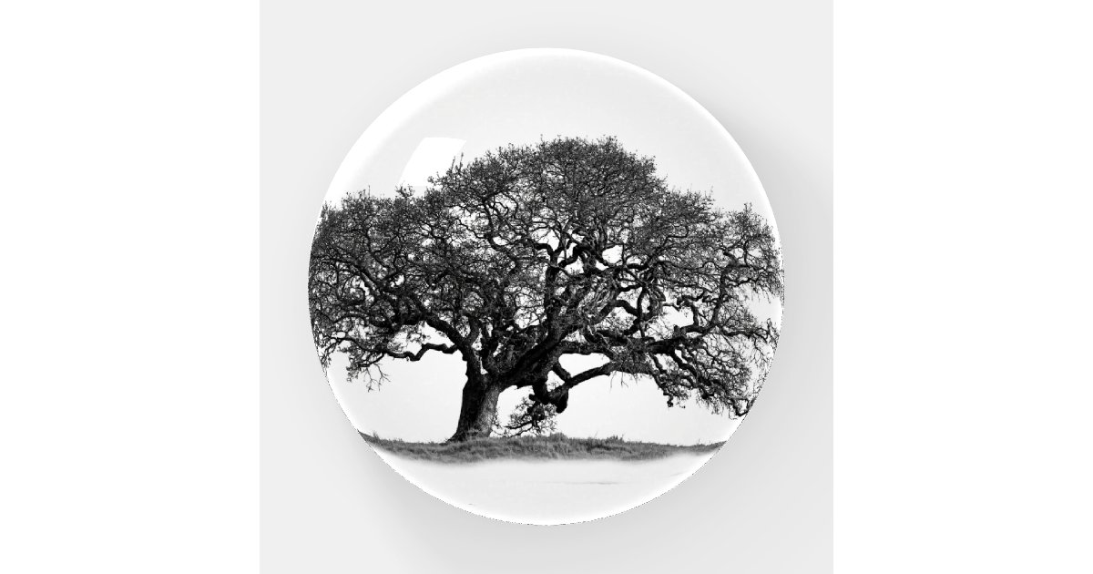 OAK TREE PAPERWEIGHT | Zazzle