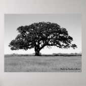 Oak Tree Poster | Zazzle