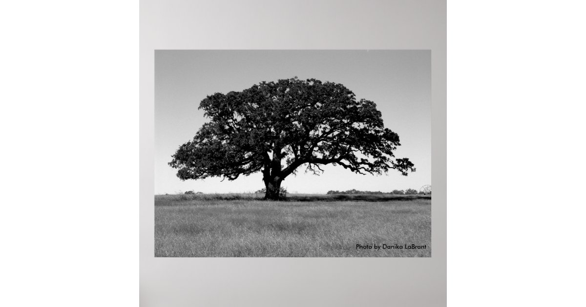Oak Tree Poster | Zazzle