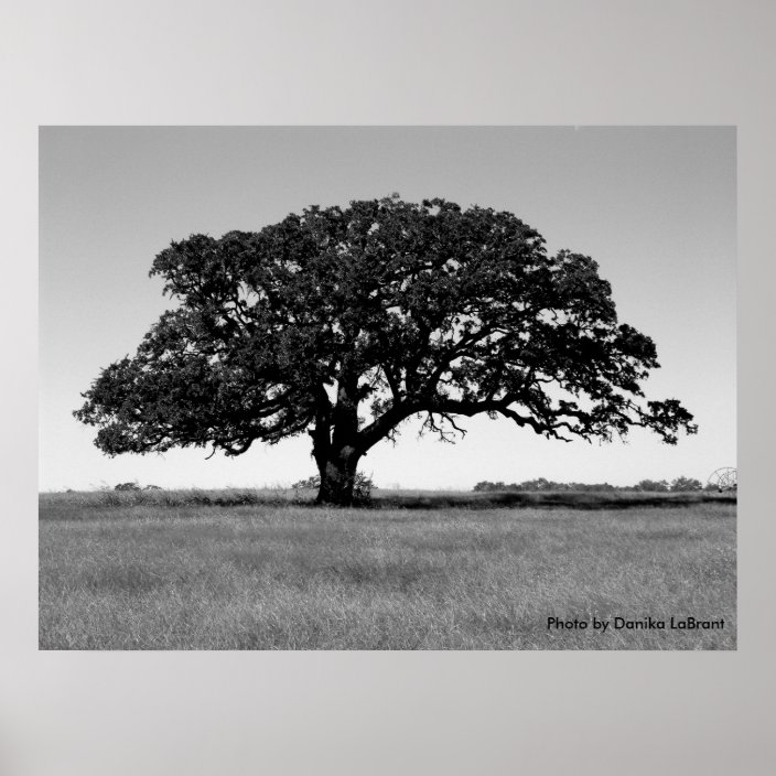 Oak Tree Poster | Zazzle.com