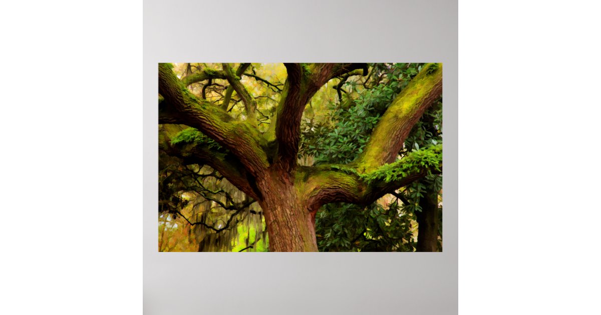 Oak tree poster | Zazzle