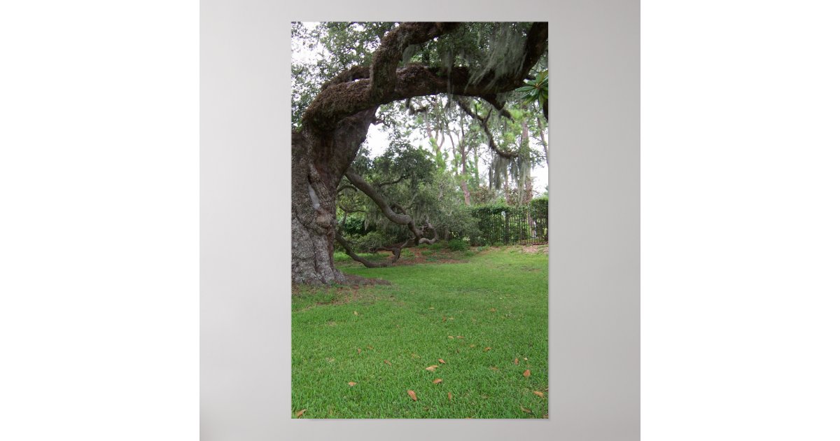Oak Tree Poster | Zazzle