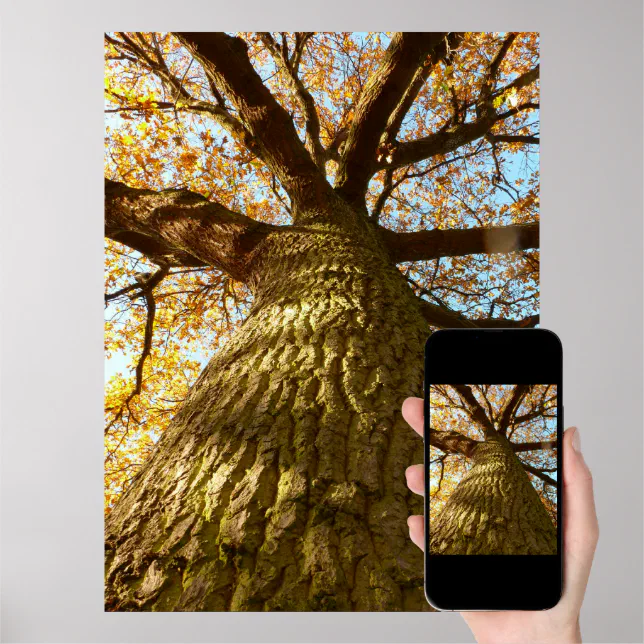 Oak Tree Poster | Zazzle