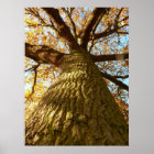 Oak Tree Poster | Zazzle.com