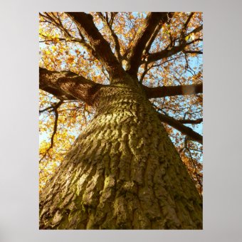 Oak Tree Poster | Zazzle
