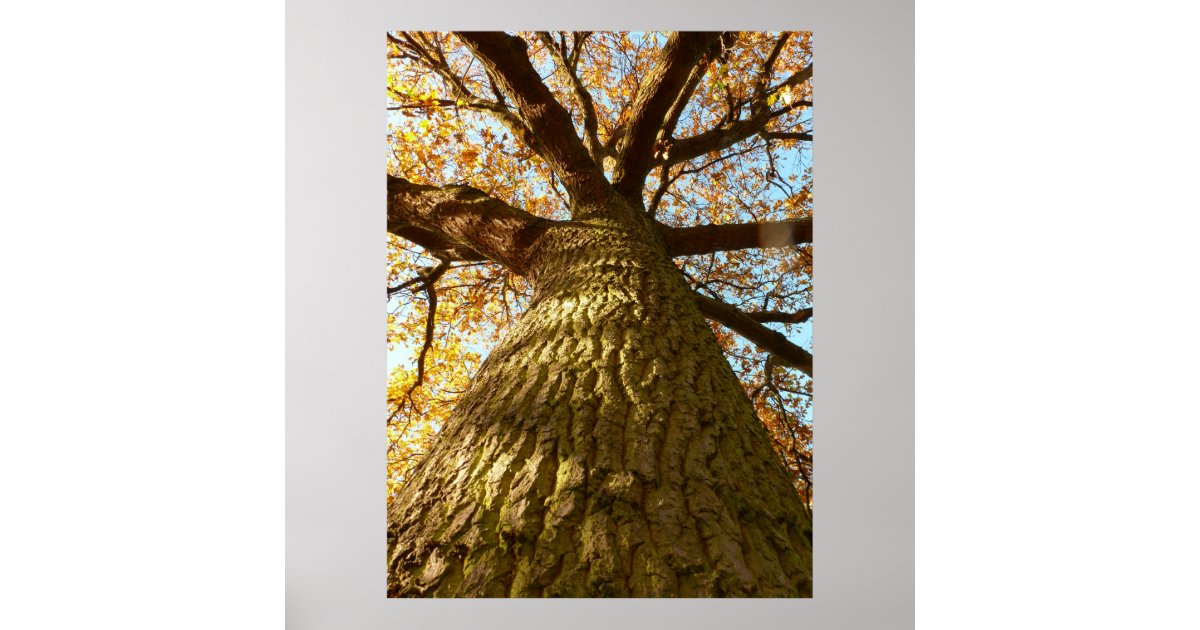 Oak Tree Poster | Zazzle
