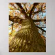 Oak Tree Poster | Zazzle