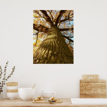 Oak Tree Poster | Zazzle