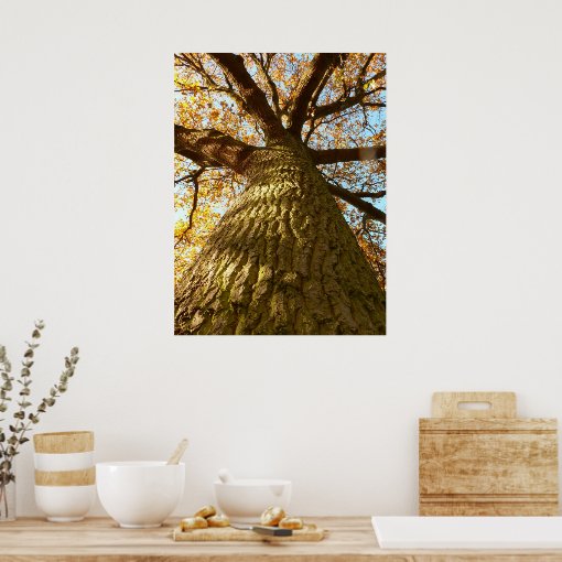 Oak Tree Poster | Zazzle