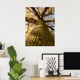 Oak Tree Poster | Zazzle