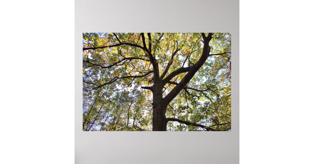 Oak Tree Poster | Zazzle