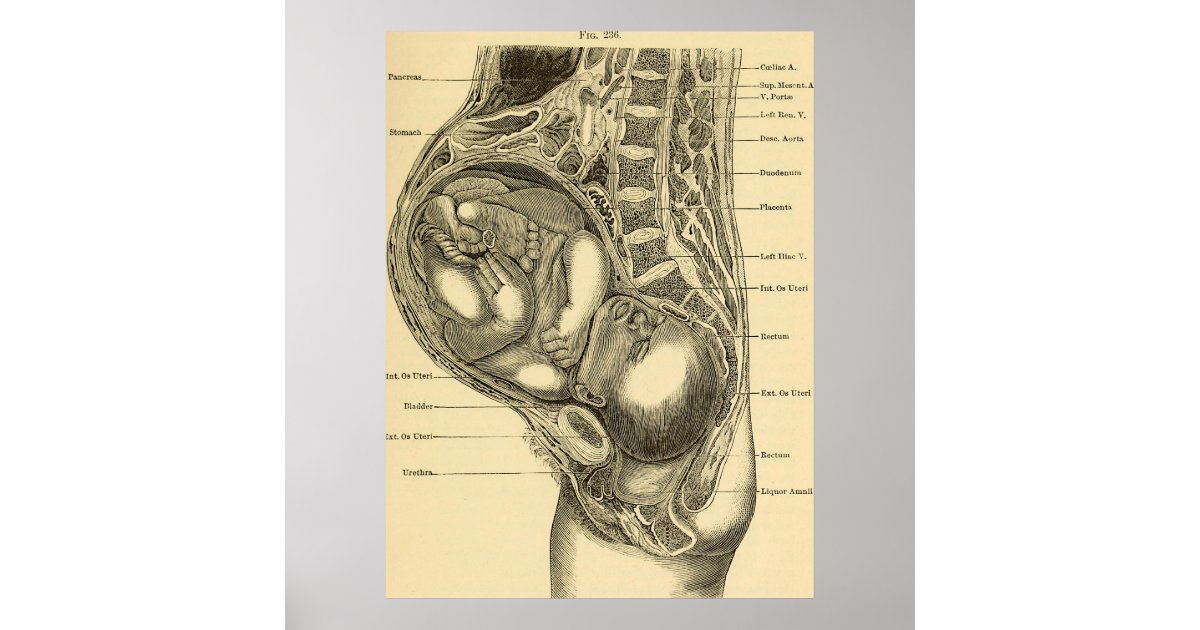 Obstetrics Illustration Poster | Zazzle