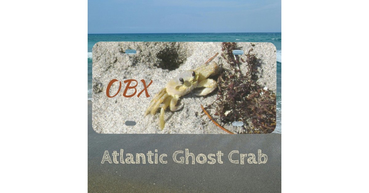 OBX NC Ghost Crab Photographic Coastal Beach License Plate | Zazzle