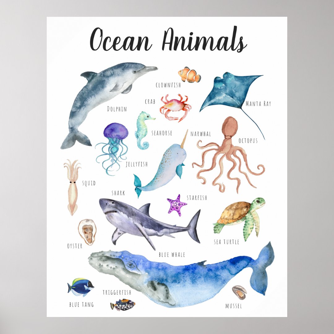 Ocean Animals | Education Learning Classroom Poster | Zazzle