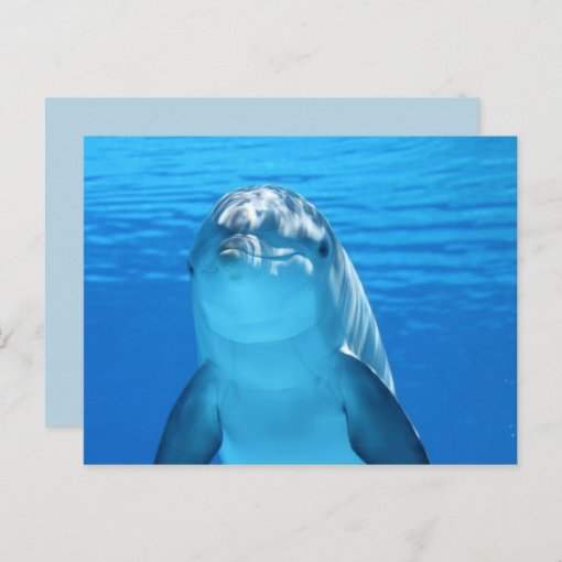 ocean dolphin postcard | Zazzle