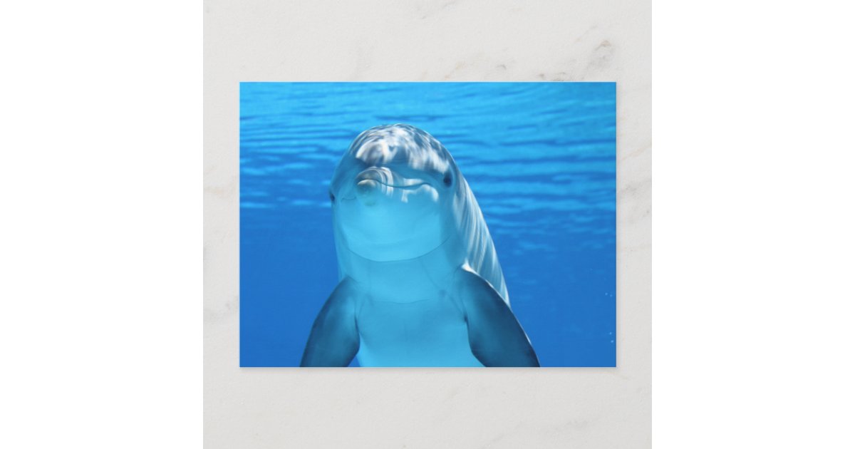 ocean dolphin postcard | Zazzle
