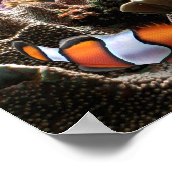 Ocean Underwater Coral Reef Tropical Fish Poster | Zazzle