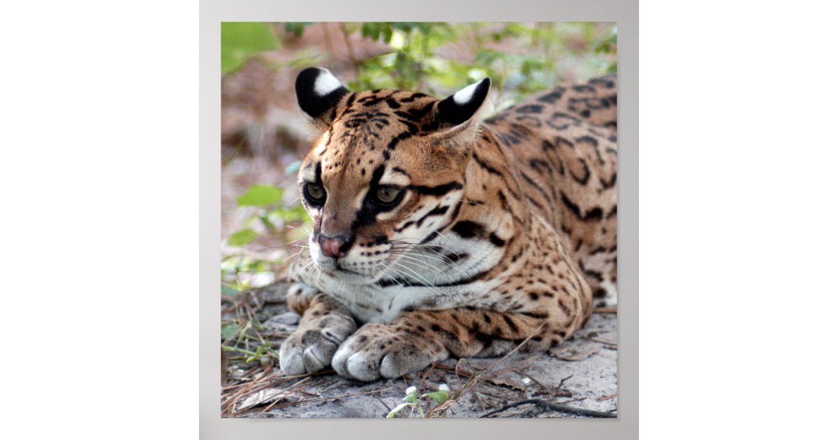 Ocelot 02 9x9 poster | Zazzle