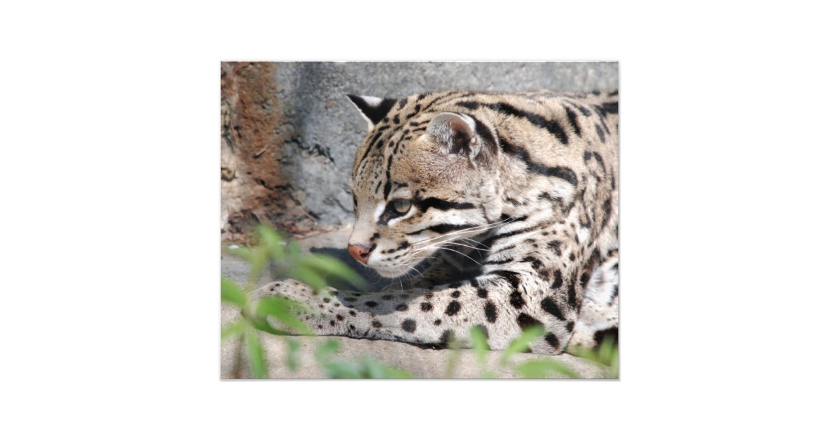 Ocelot Closeup Photo Print | Zazzle