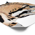 Ocelot Portrait Poster | Zazzle