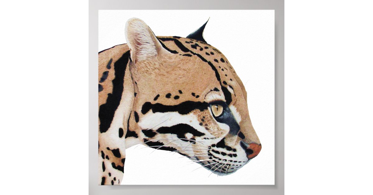 Ocelot Portrait Poster | Zazzle