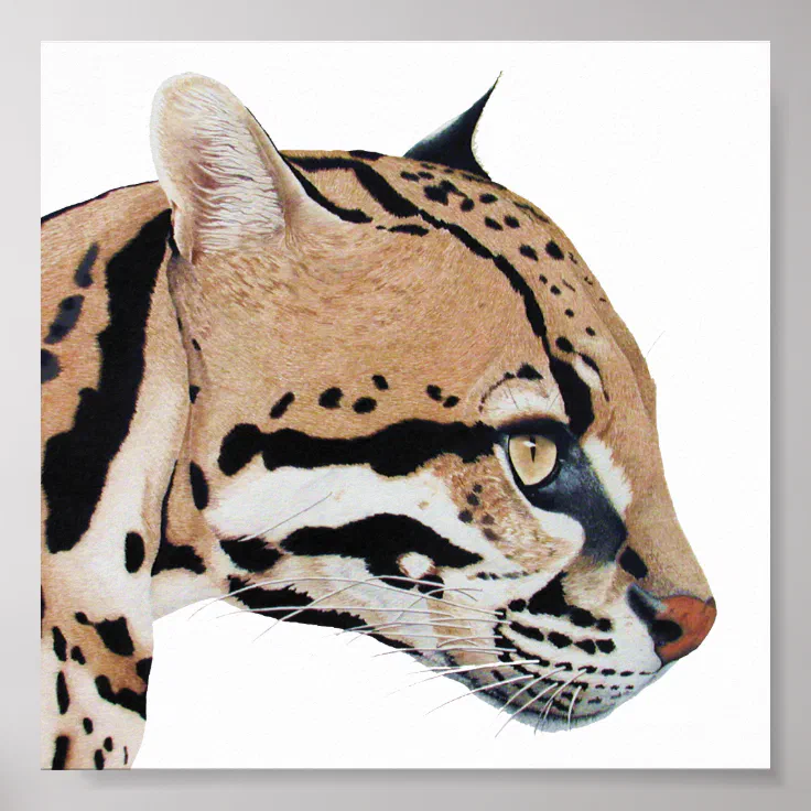 Ocelot Portrait Poster | Zazzle