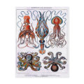 Octopus Educational Plate Postcard | Zazzle