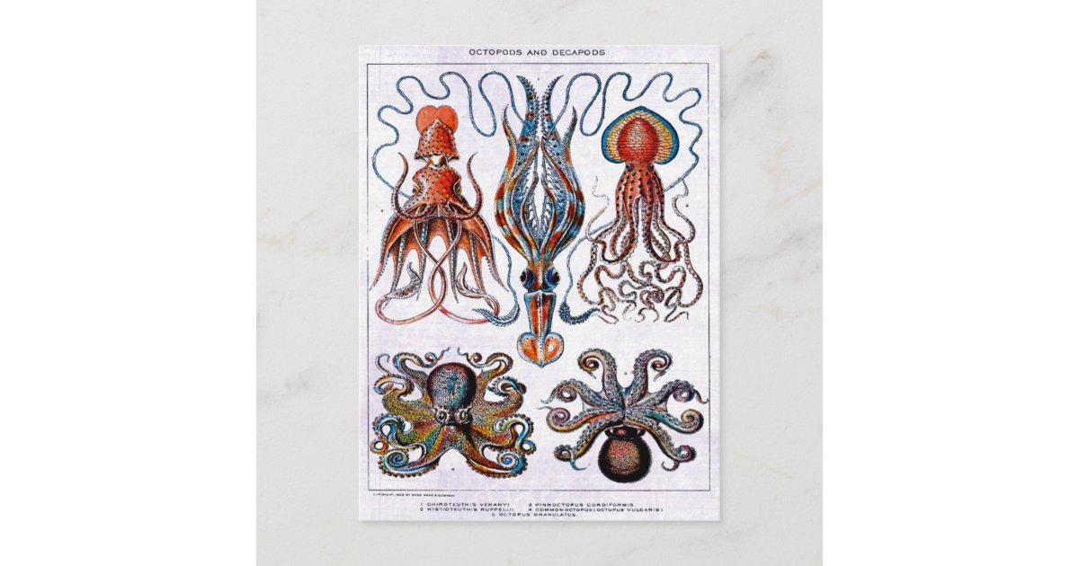 Octopus Educational Plate Postcard | Zazzle
