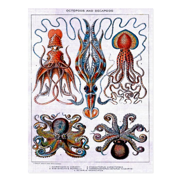 Octopus Educational Plate Postcard | Zazzle.com