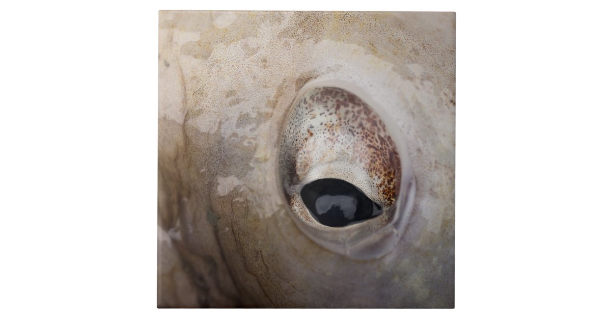 Octopus Eye Ceramic Tile | Zazzle