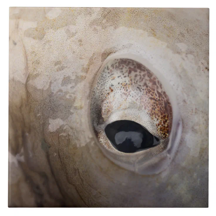 Octopus Eye Ceramic Tile | Zazzle