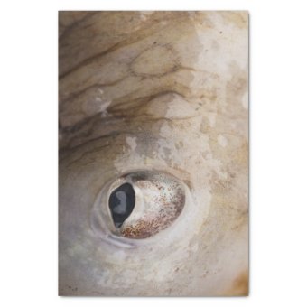 Octopus Eye Tissue Paper | Zazzle