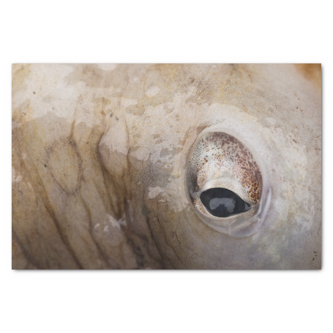 Octopus Eye Tissue Paper | Zazzle