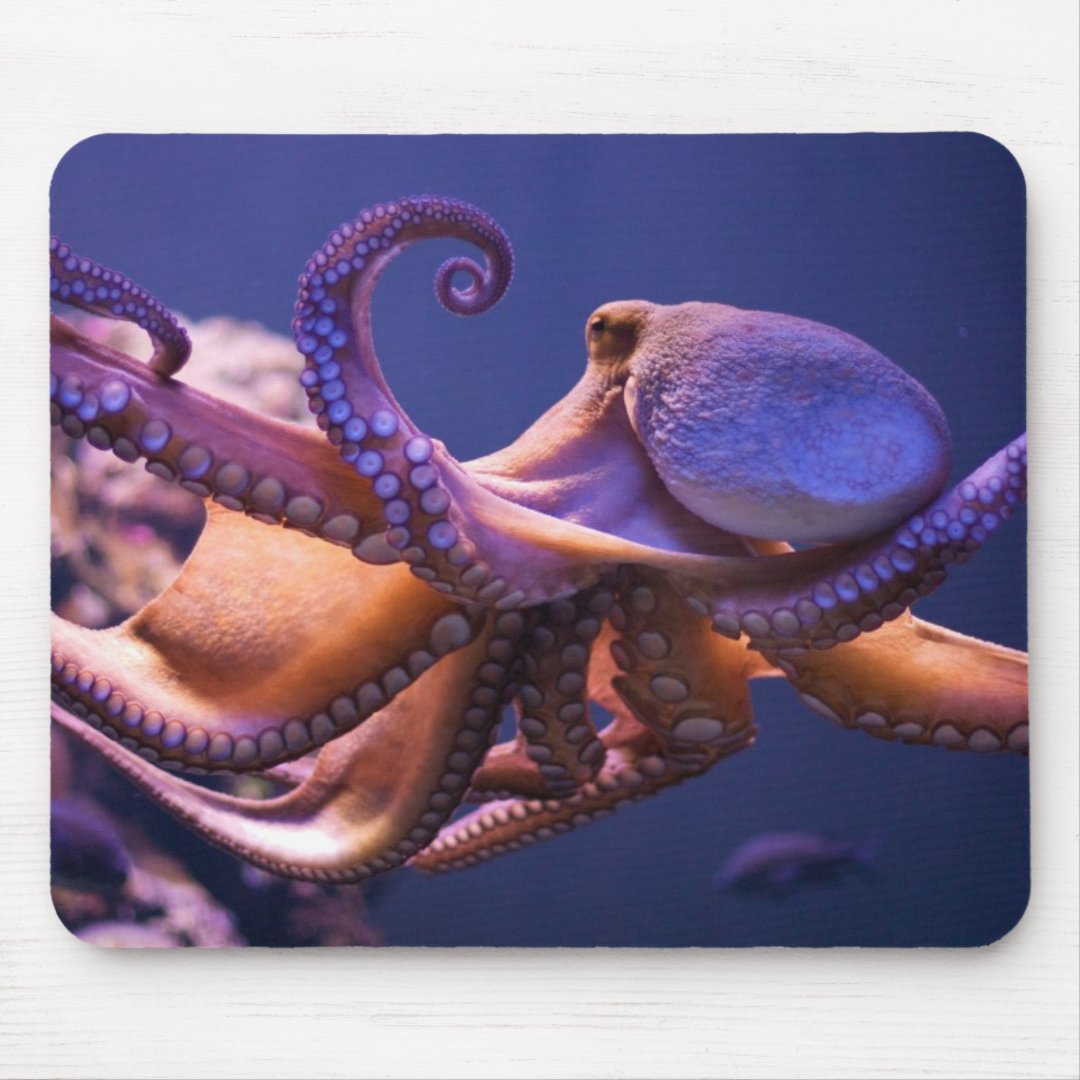 Octopus Mousepad | Zazzle