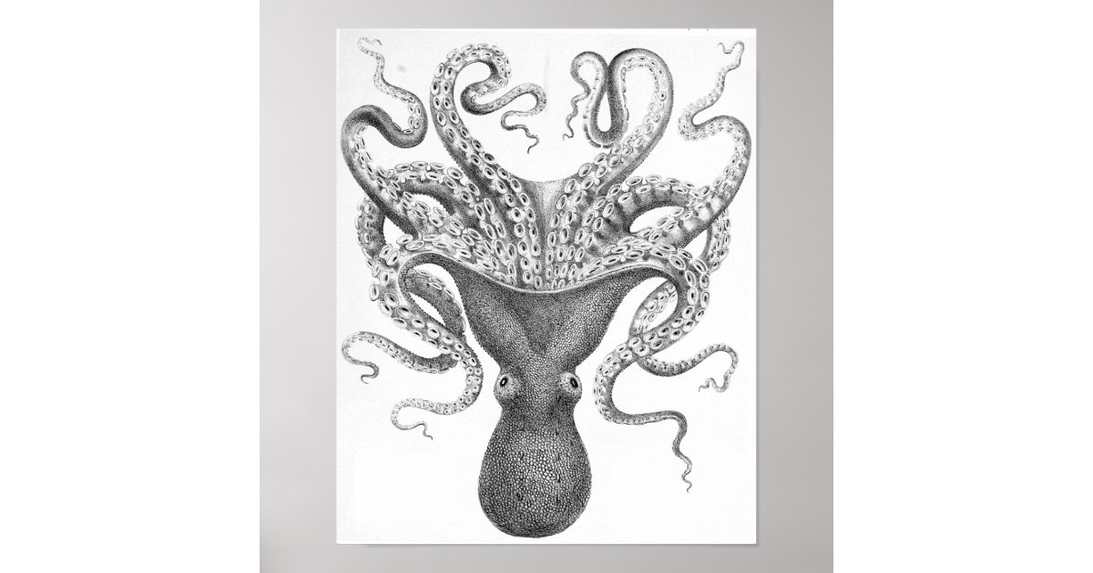 Octopus Scientific Illustration Poster | Zazzle