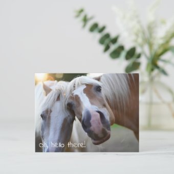 Oh Hello There! Horse Photo Postcard | Zazzle