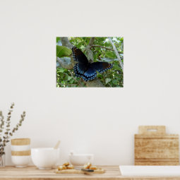 Ohio Blue Swallowtail Butterfly Poster | Zazzle