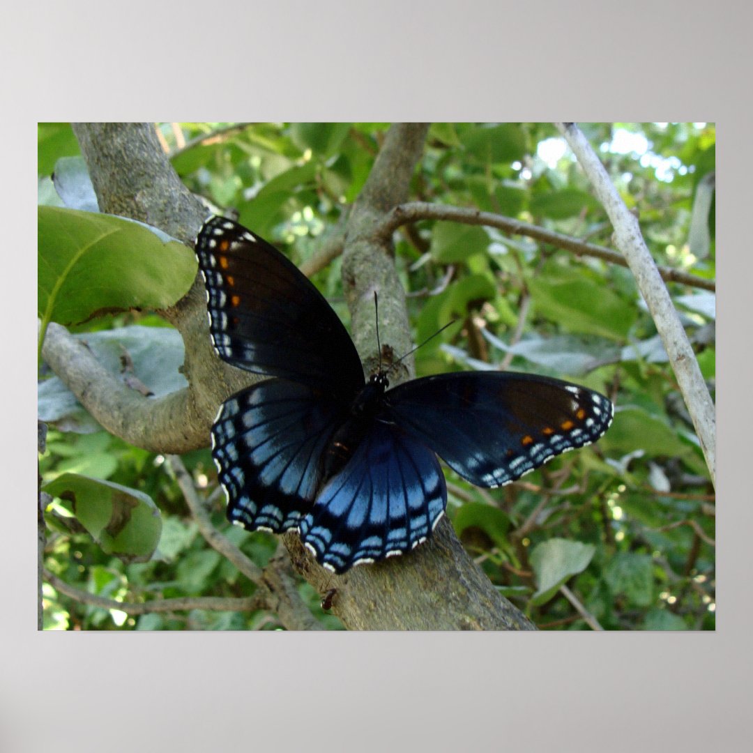 Ohio Blue Swallowtail Butterfly Poster | Zazzle
