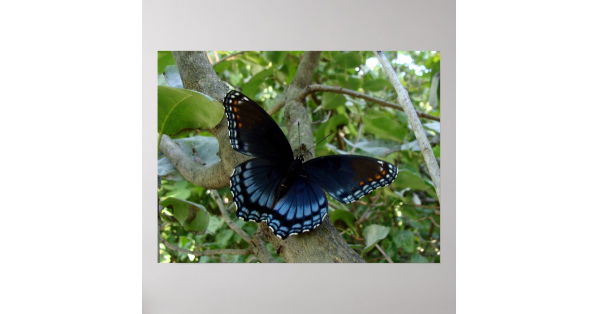 Ohio Blue Swallowtail Butterfly Poster | Zazzle