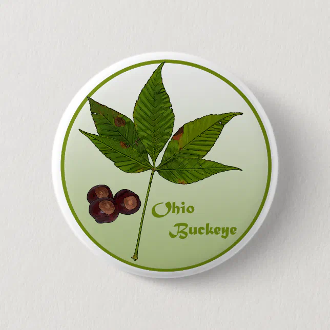Ohio Buckeye Tree Button | Zazzle