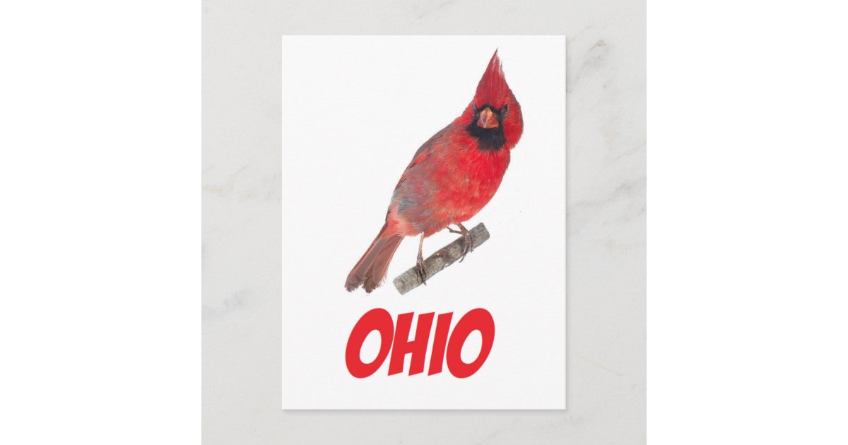 Ohio Cardinal Postcard | Zazzle