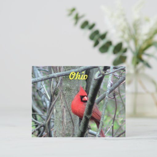 Ohio Cardinal Postcard | Zazzle