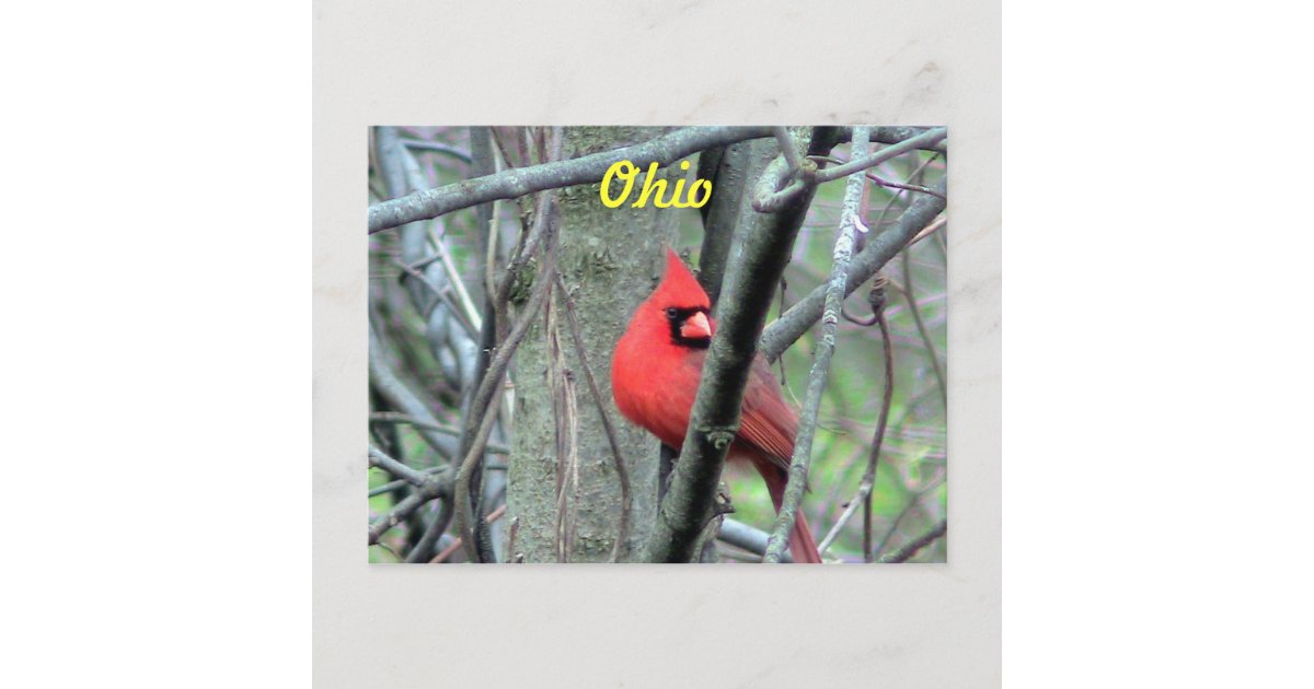 Ohio Cardinal Postcard | Zazzle