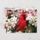 Ohio State Bird - Northern Cardinal Postcard | Zazzle