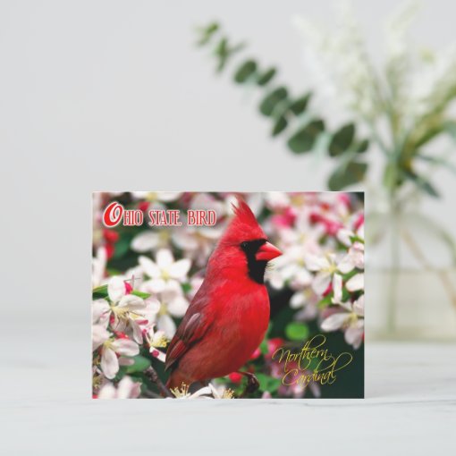 Ohio State Bird - Northern Cardinal Postcard | Zazzle