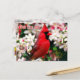Ohio State Bird - Northern Cardinal Postcard | Zazzle