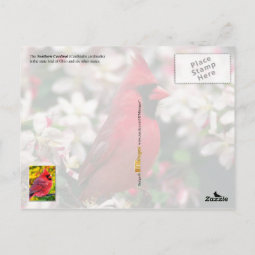 Ohio State Bird - Northern Cardinal Postcard | Zazzle
