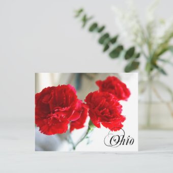 Ohio State Flower: Red Carnation Postcard | Zazzle